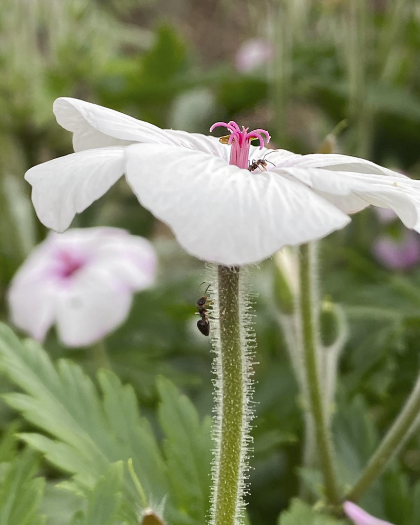 Mia Lippey – Rosenheim Lab